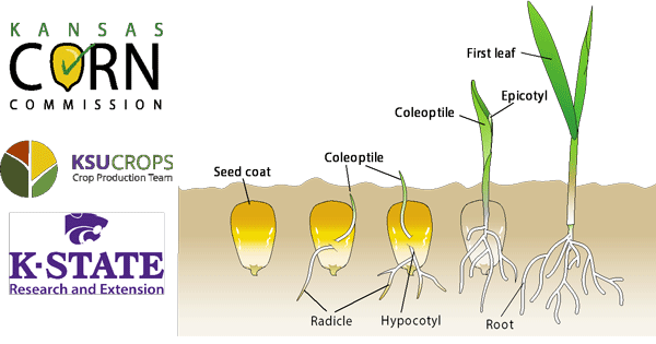 Corn Seed Germination Reid's Yellow Dent Corn Seed 50 Lb Bag | MBS