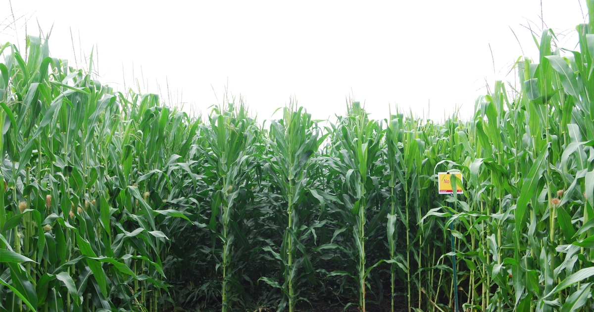 Iowa corn 69% in silking stage