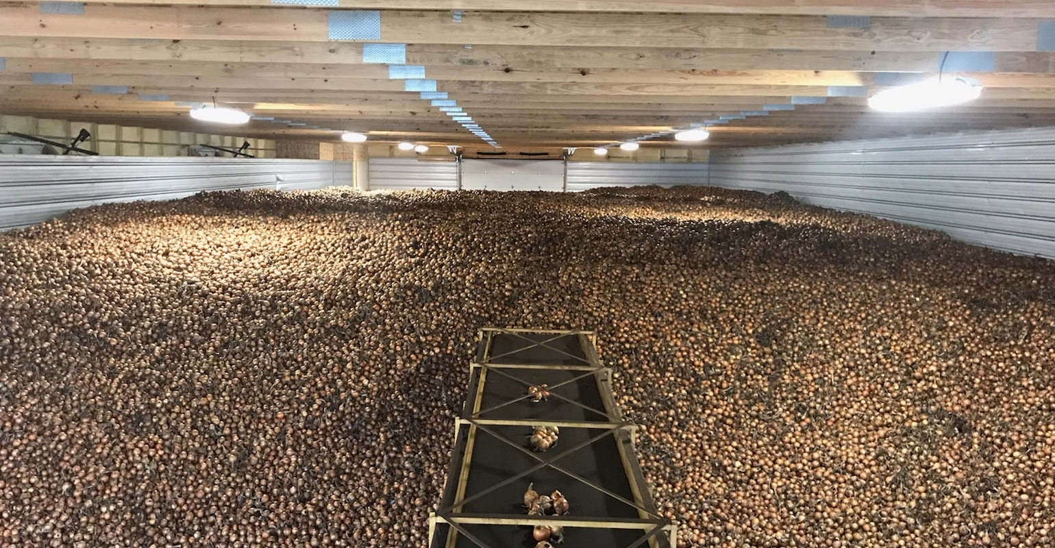 $4 million grant awarded to combat onion disease