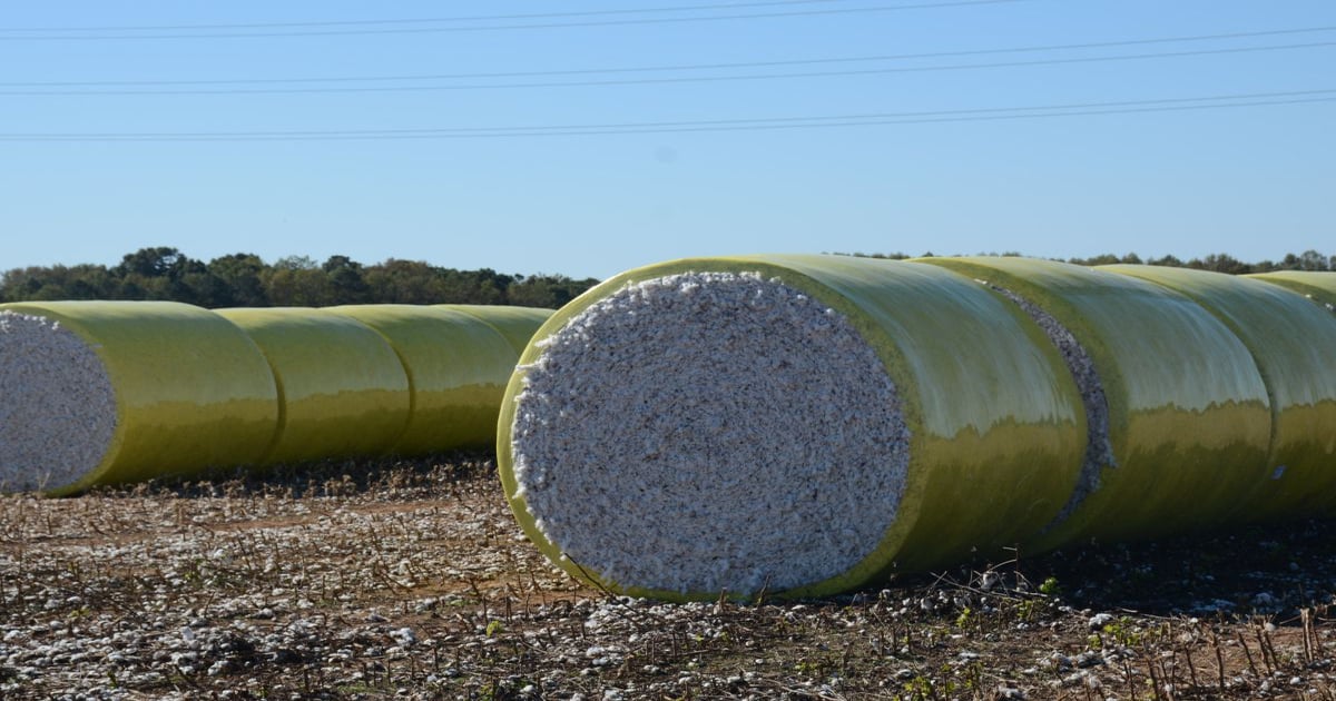 Cotton contamination becoming a problem