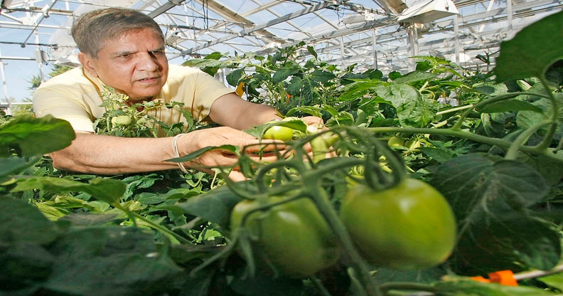 Transgenic tomato sat on shelf 20 years | Farm Progress