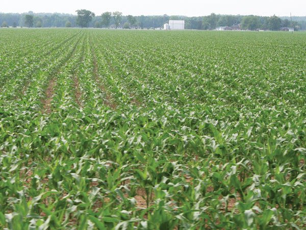 Upper Southeast crop yields coming in below previous two years