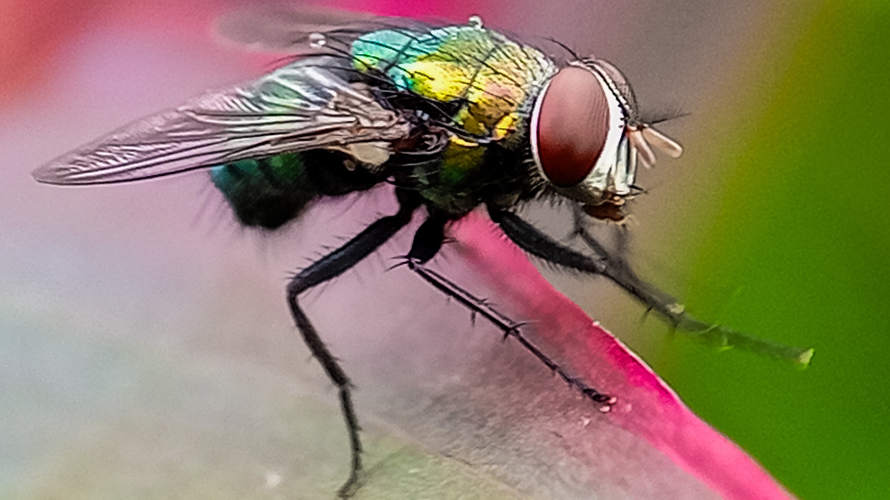 Plinazolin insecticide features new mode of action, residual