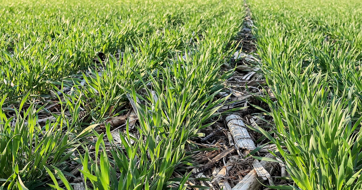 Crop update: Corn planting on track, wheat quality concerns grow