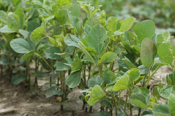 Syngenta to develop bio-nematicides with Pasteuria Bioscience | Farm ...