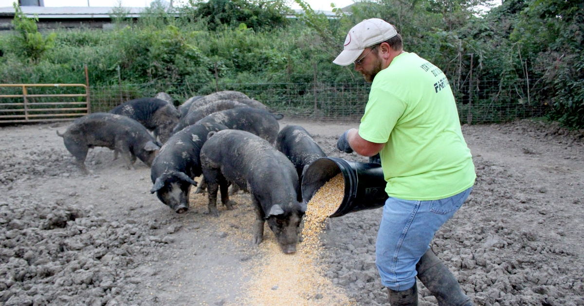 Co-op helps family hog farm gain independence and security