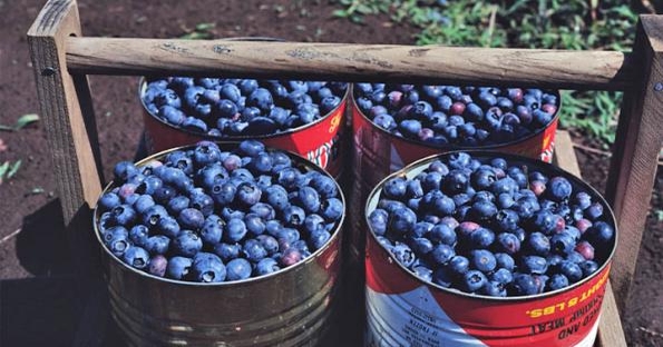 Blueberries speed muscle recovery after excercise | Farm Progress
