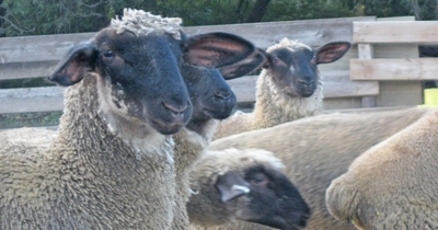 NDSU hires new sheep specialist