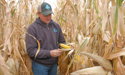 4 things to check in your cornfields before harvest