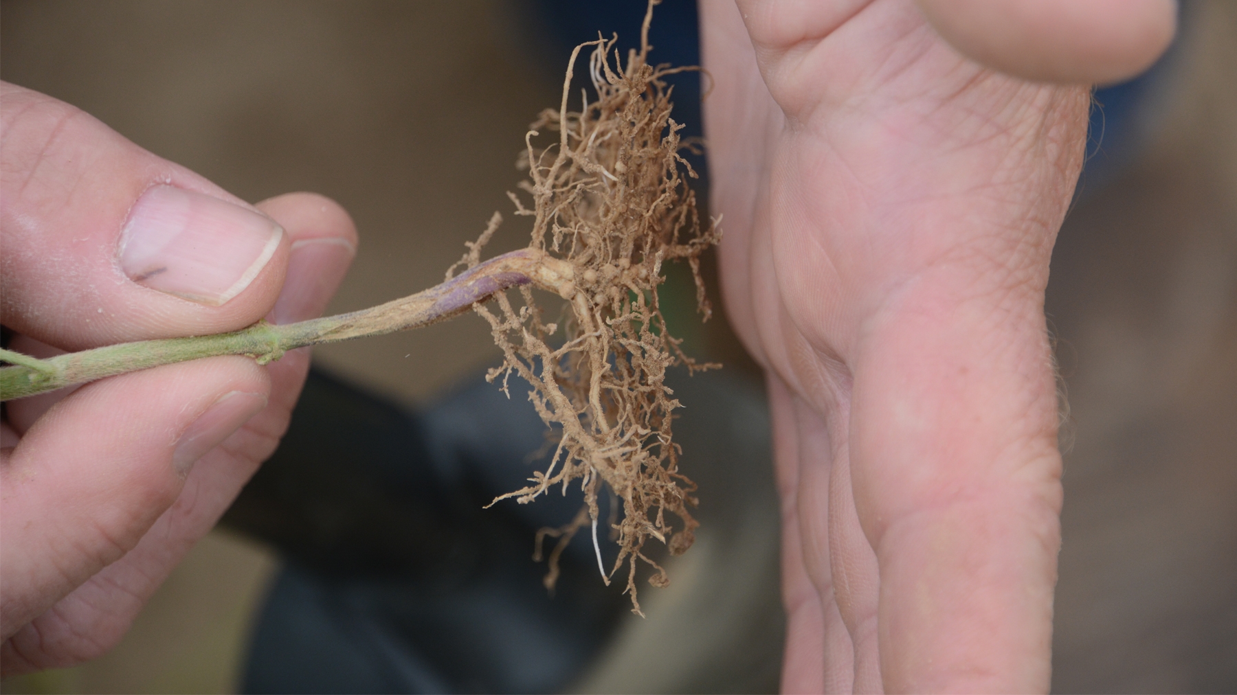 Plant comparison shows what soil compaction can do