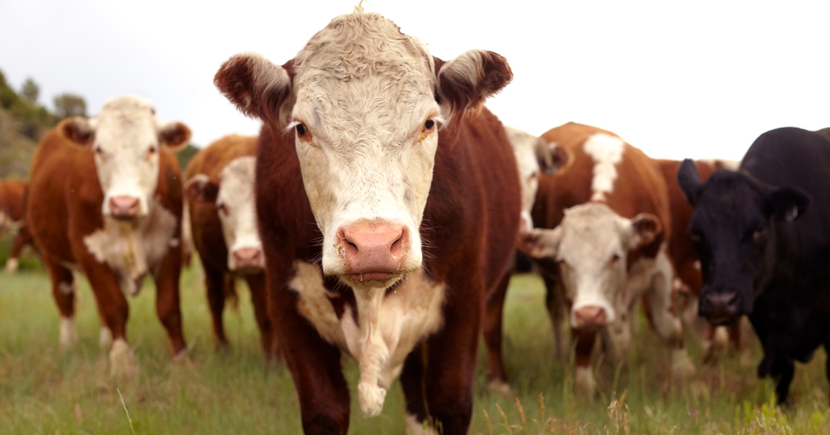 Manage cull cattle to increase profits