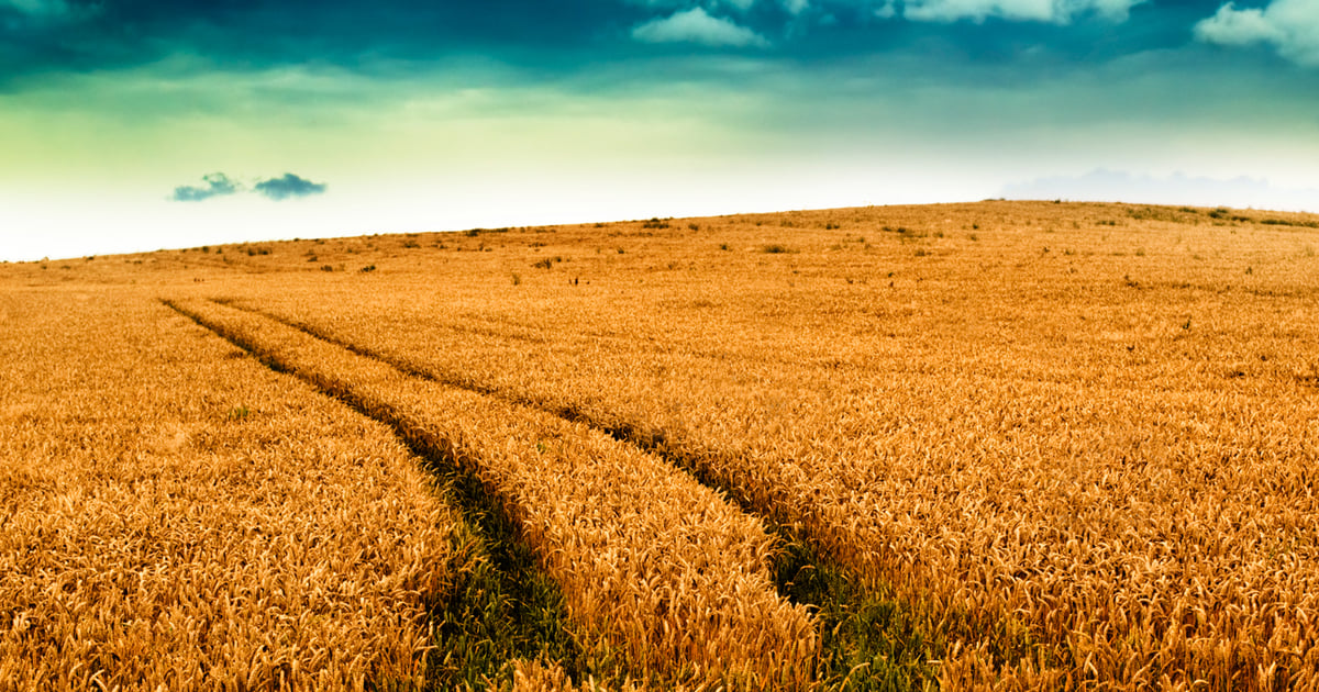 Michigan Wheat Program highlights cover crop research