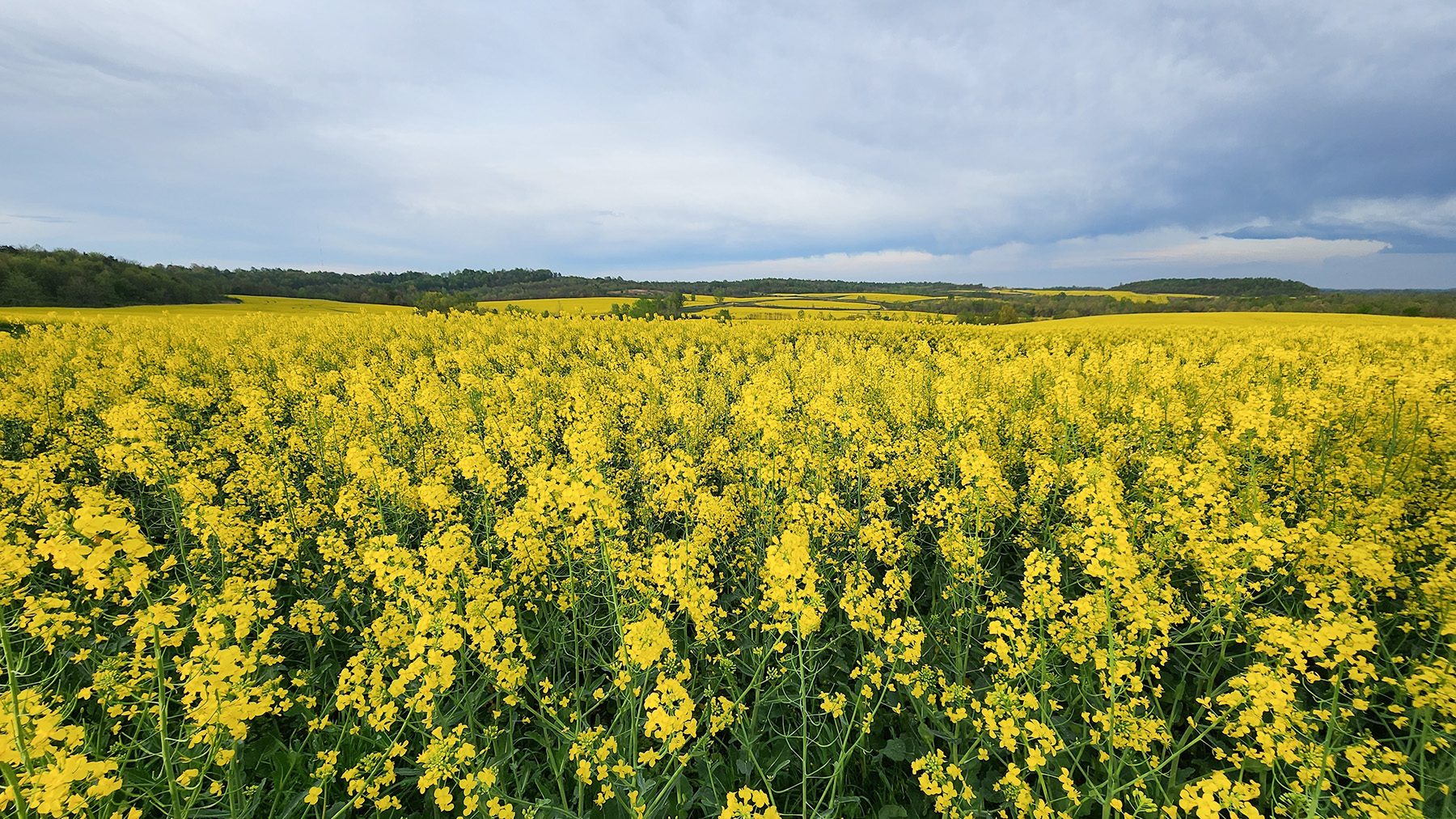 Should you add canola to your rotation?
