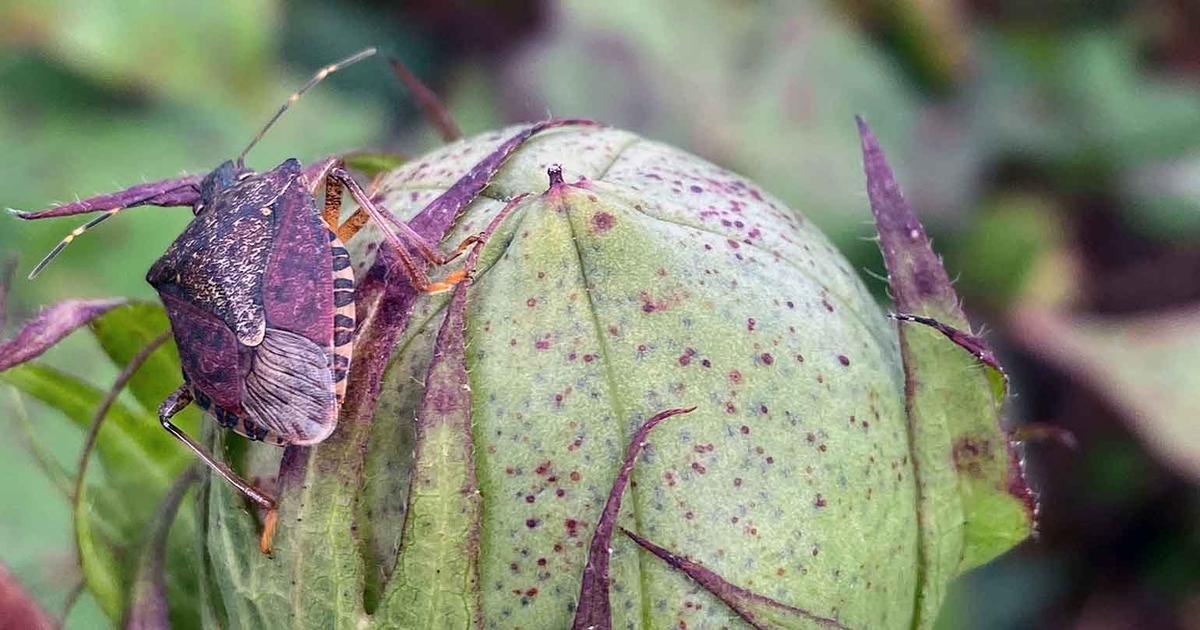What we learned about cotton insects in 2021