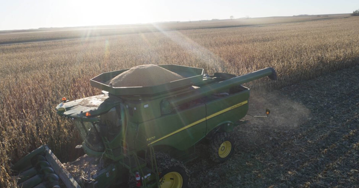 Proper corn harvest timing requires patience and balance