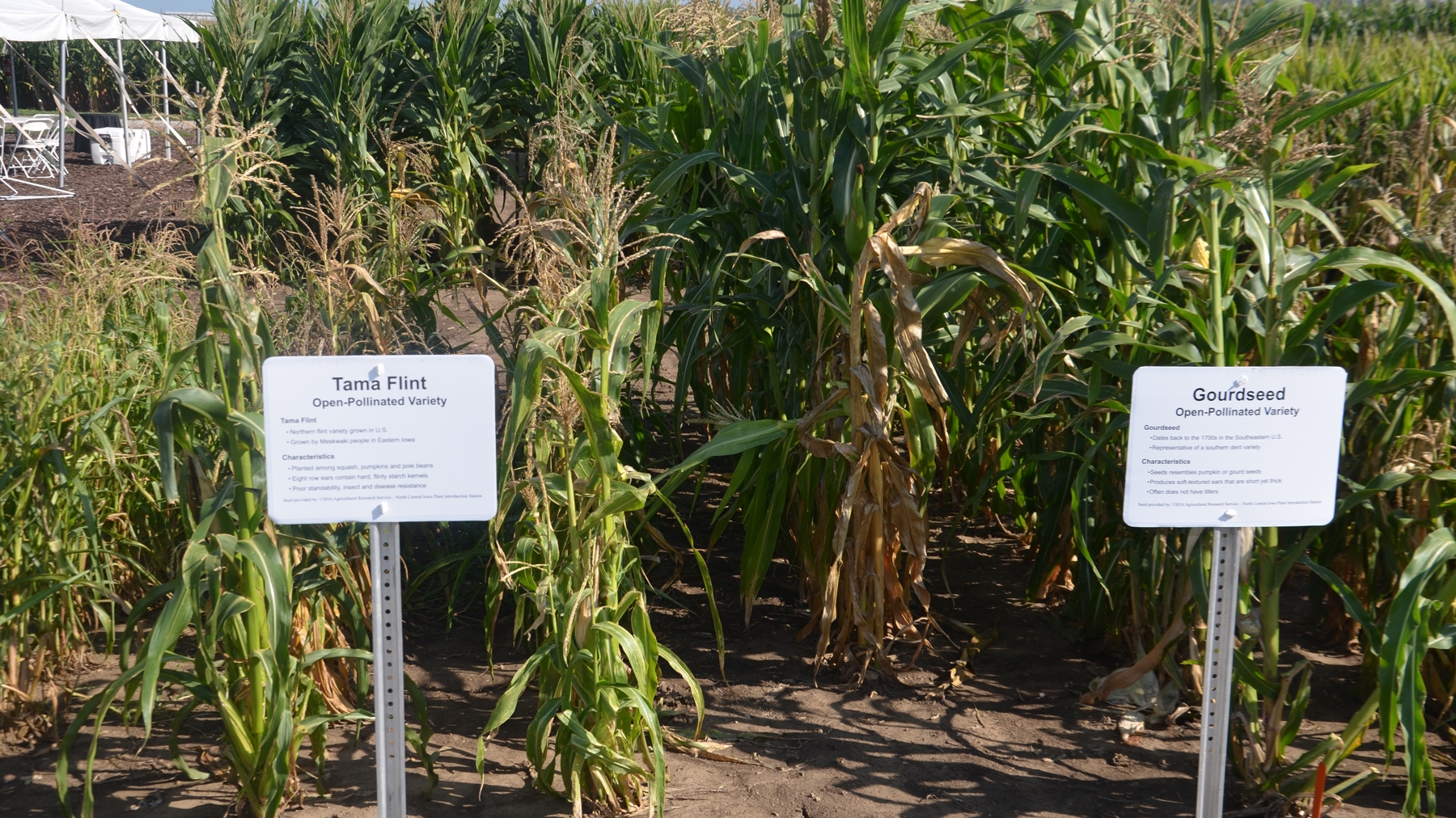 Reid’s yellow dent corn was a breakthrough