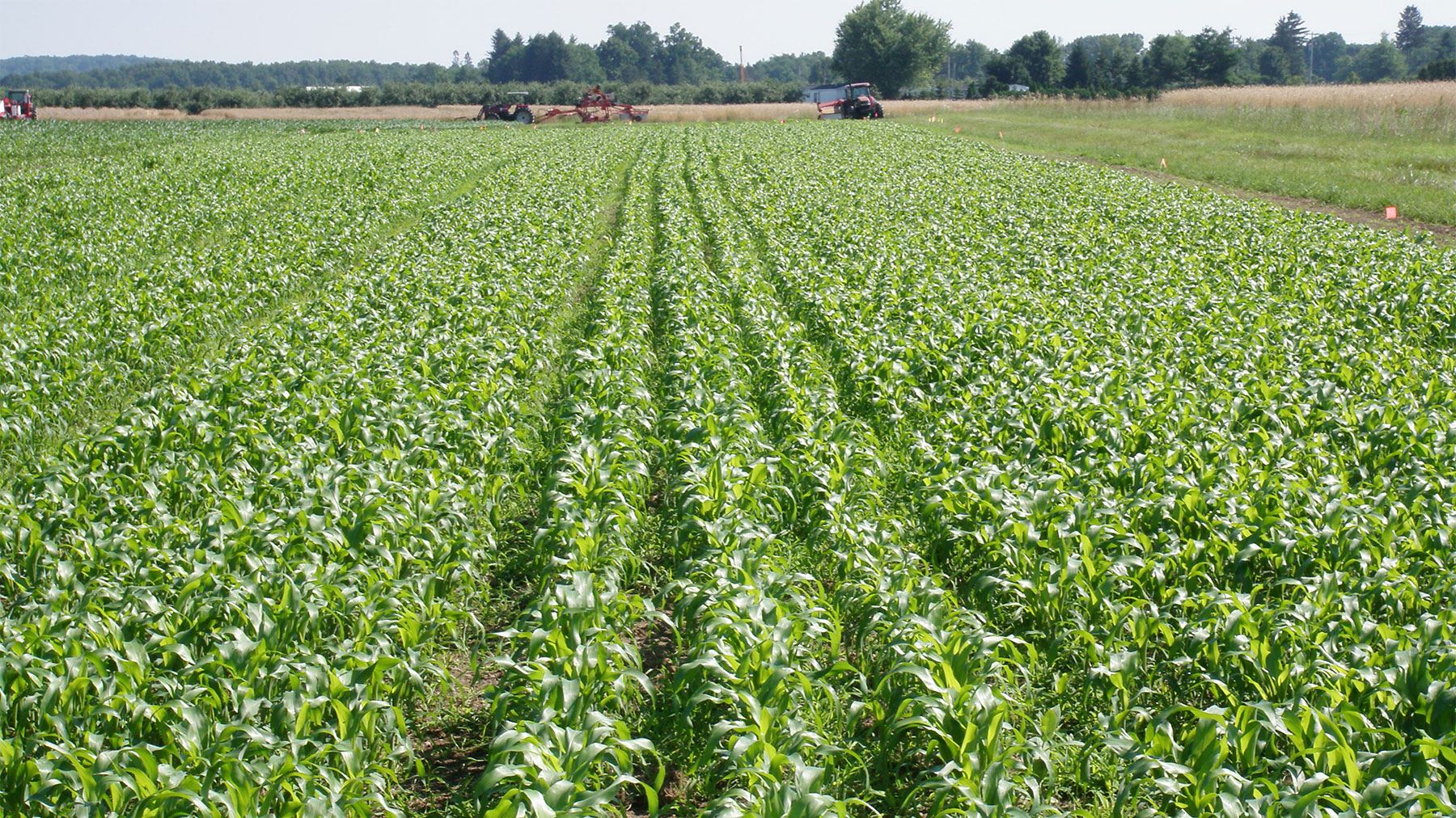 4 tips for forage sorghum success