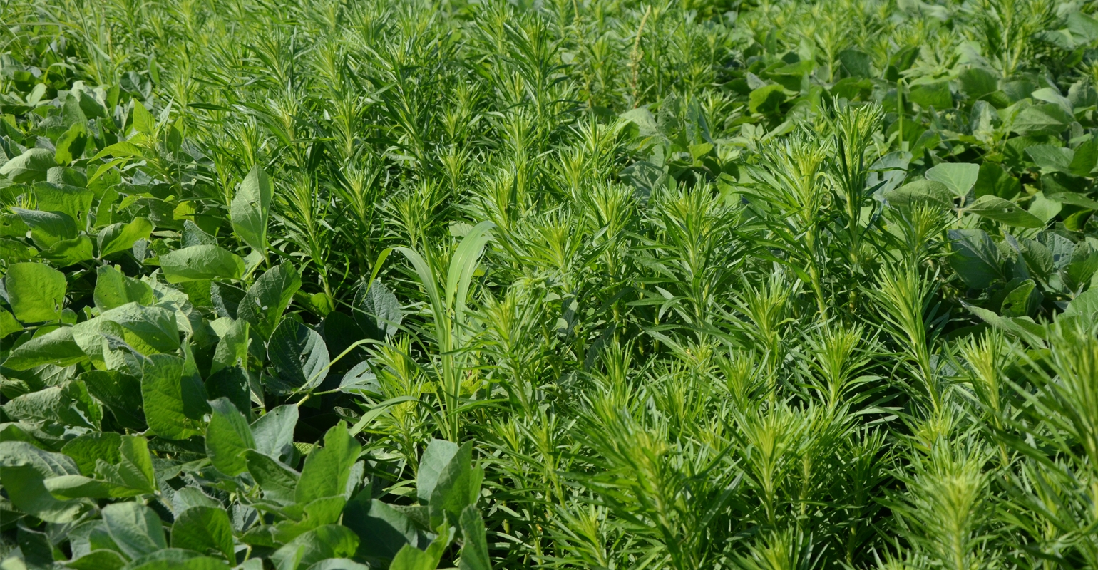 Controlling marestail in soybeans needs diverse herbicide program