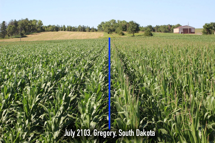 Farmers test drought-tolerant corn hybrids