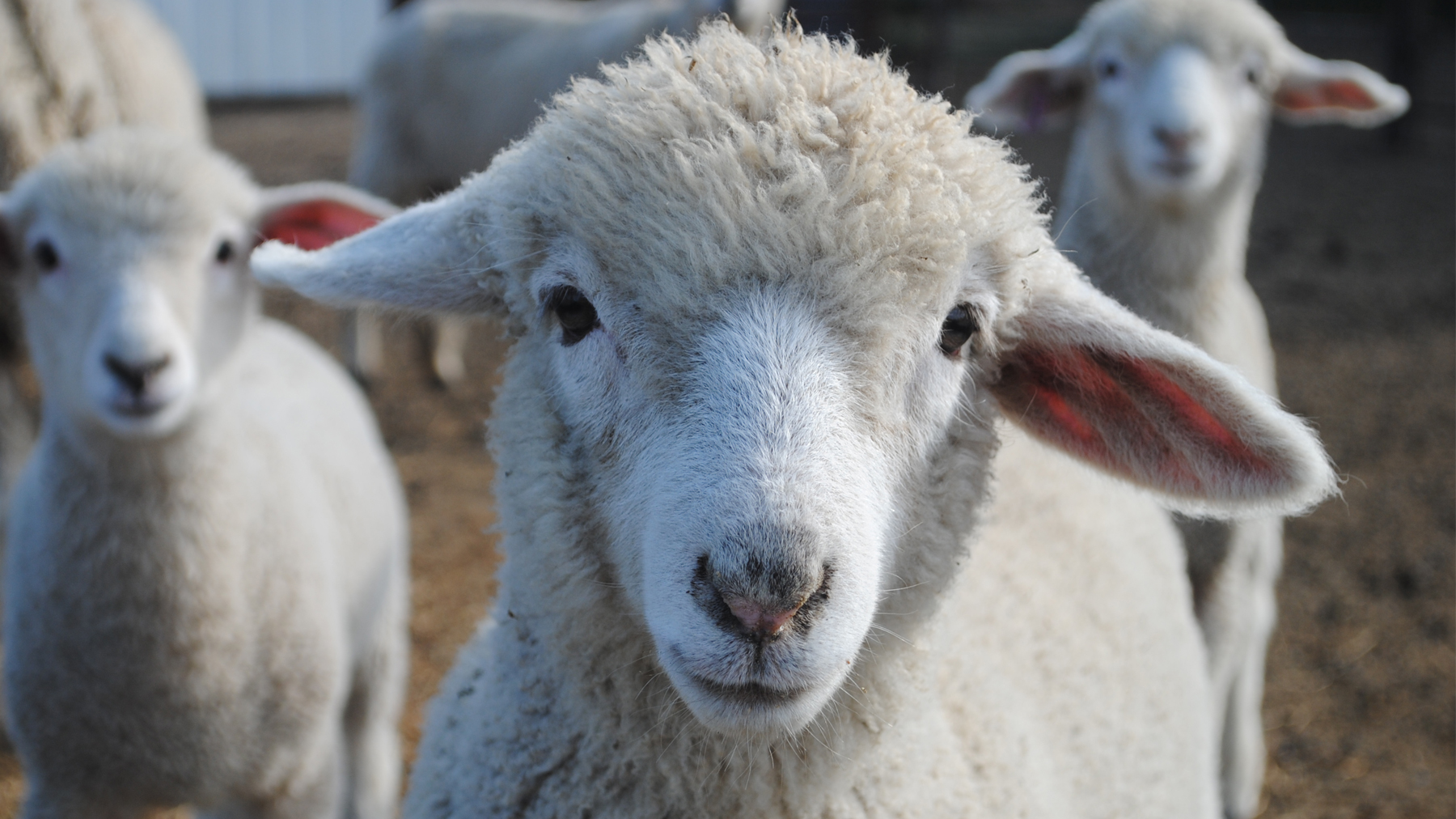 Sheep, goats are versatile livestock enterprises