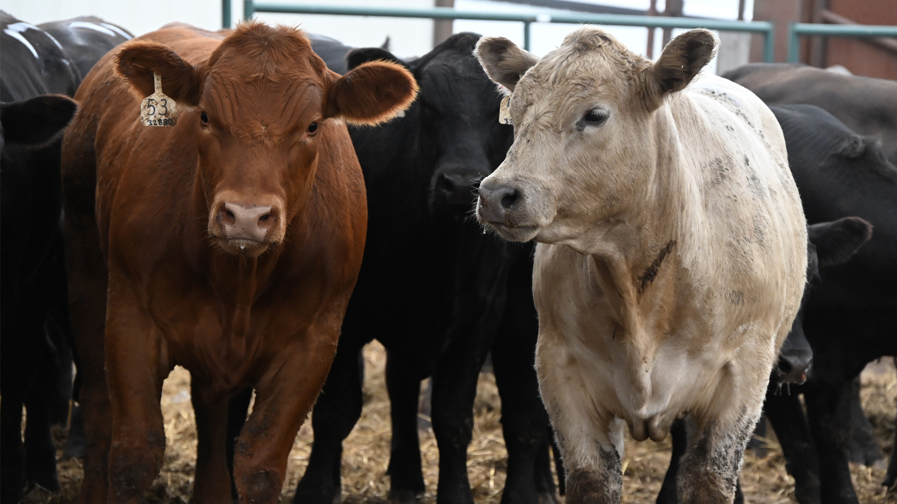 Nebraska cattle break national price records