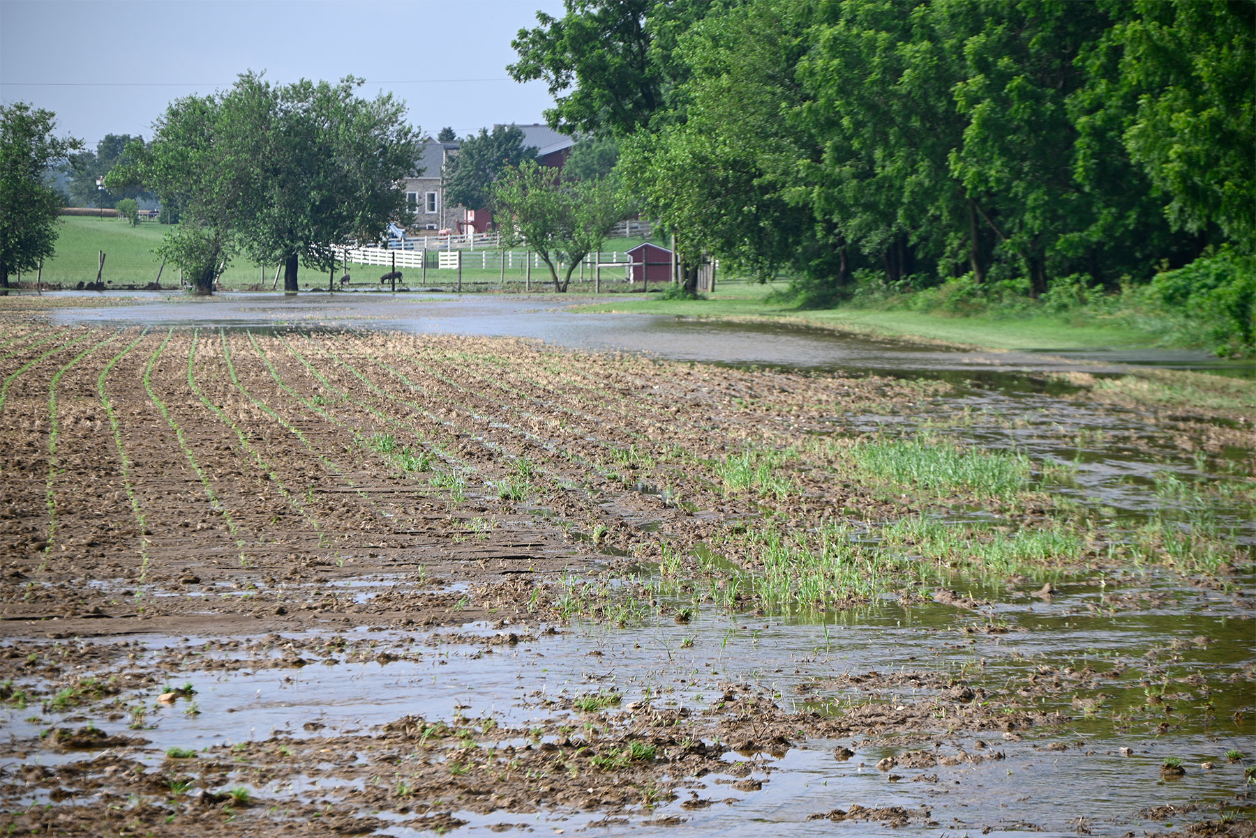 Lancaster County flooding: How to manage flood-damaged crops