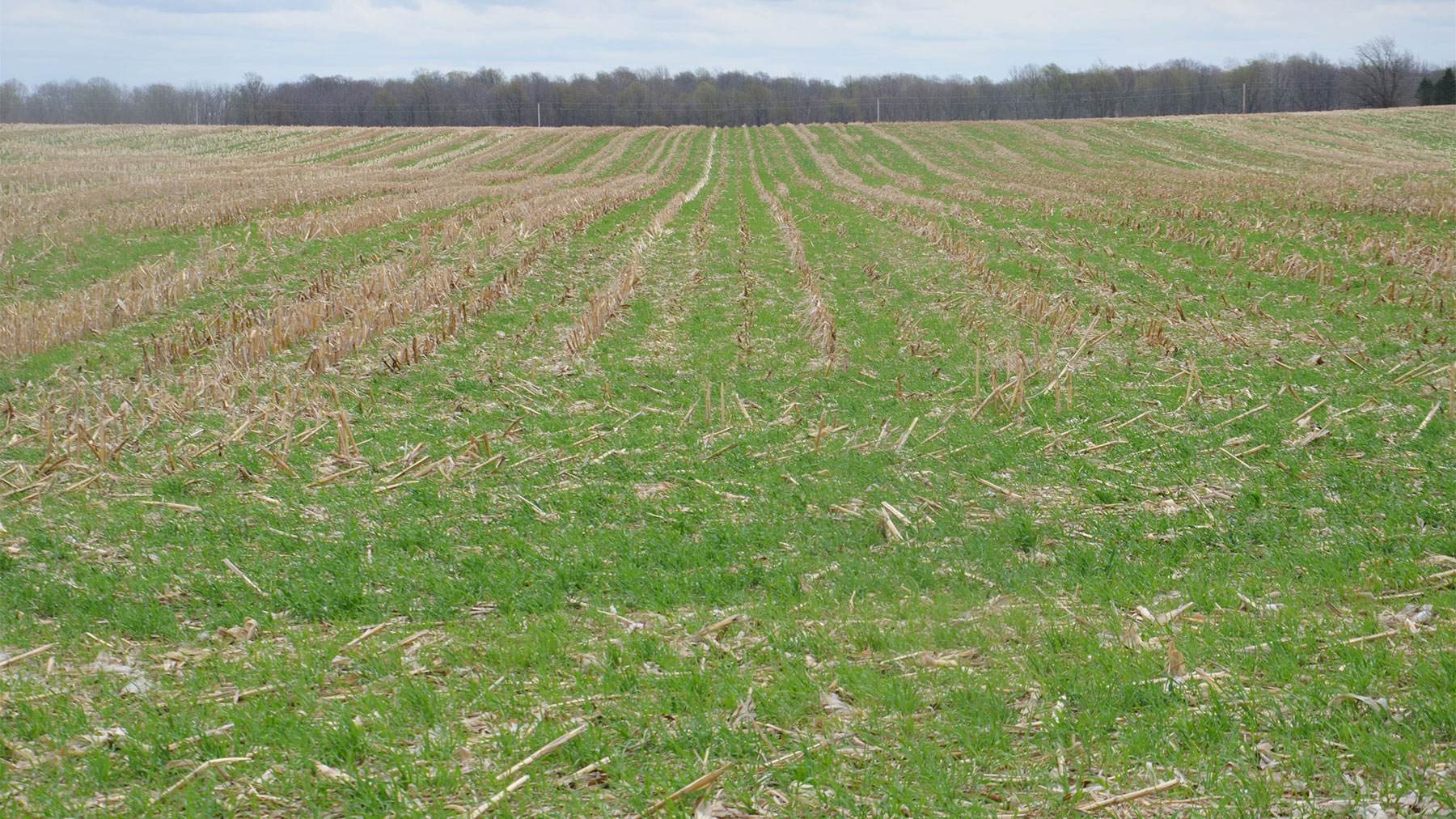 Cereal rye vs. annual ryegrass: What’s the difference?