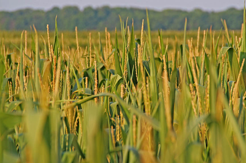 Corn crop shrinks a little, rice and beans get bigger