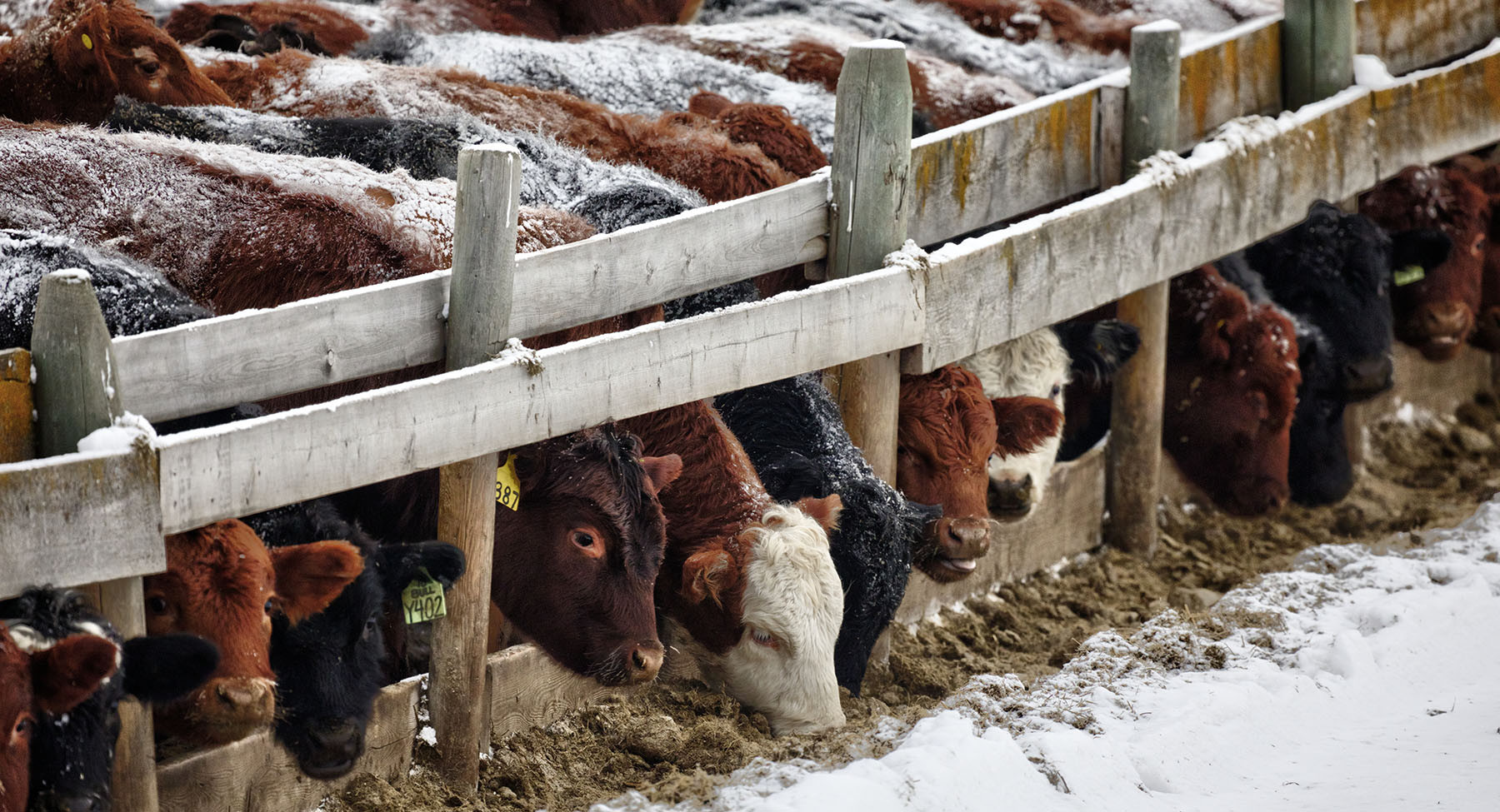 The growing role of the U.S. feedlot industry