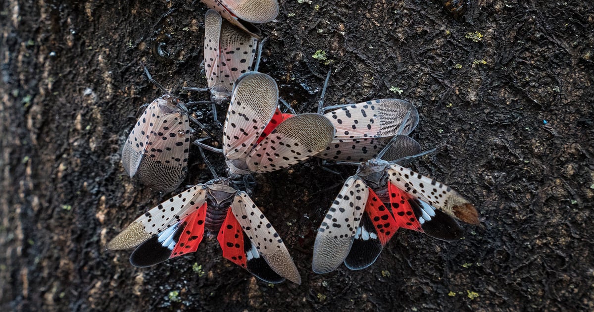 Researcher helps growers prepare for lanternfly