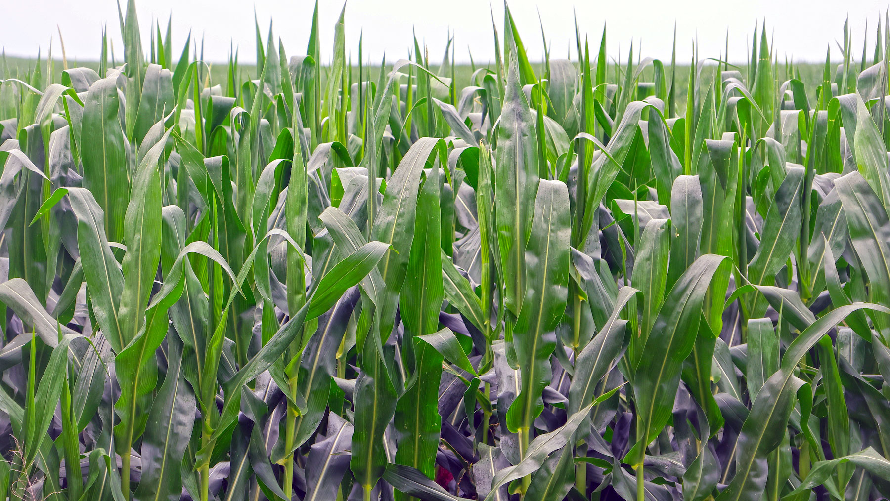 Corn recent news | Farm Progress