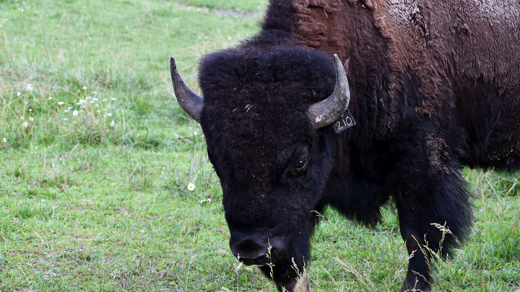 Bison in the Ozarks of Arkansas