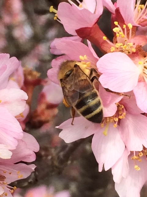 The importance of pollinators to soil and water conservation in Texas