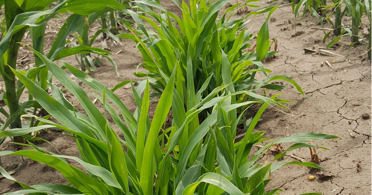 Takeaways from 2018's volunteer corn
