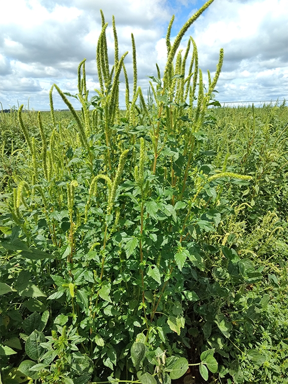 Be on the lookout for Palmer amaranth