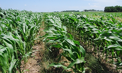 What you need to know about tissue testing for corn