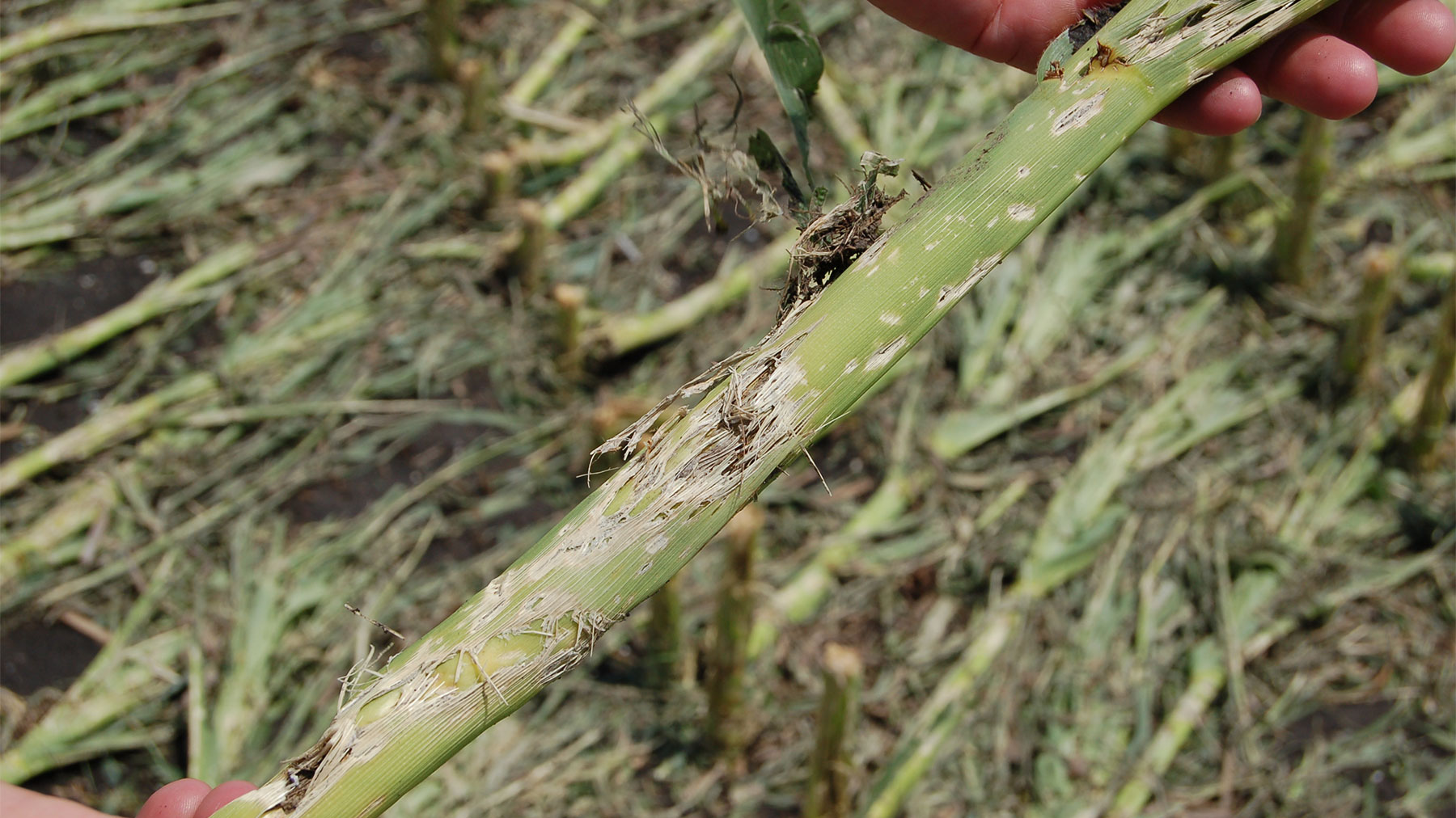 How to evaluate hail damage in corn