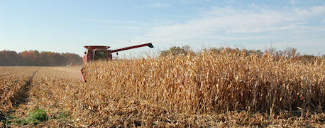 Capture Sunlight with Row Spacing in Corn
