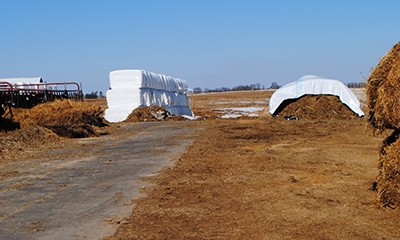 Consider winter forage testing