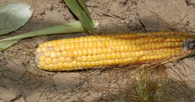 What you should know about late-season grain fill