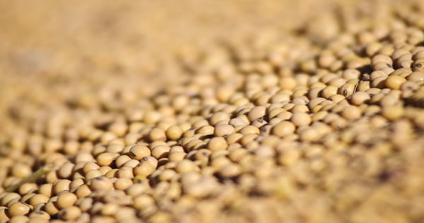 Monsanto’s new website offers information on original Roundup Ready ...
