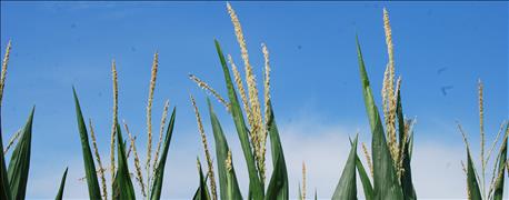 Iowa's 2016 corn, soybean crops are ahead of schedule