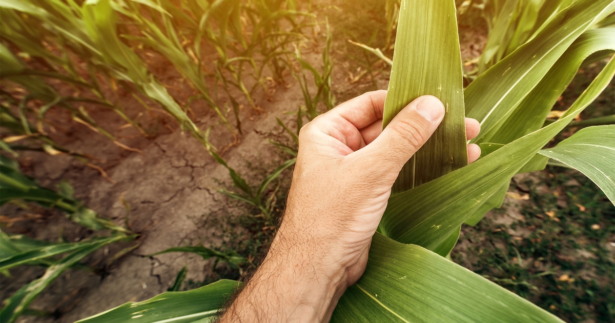 Tissue samples reveal 11 nutrients your crop needs