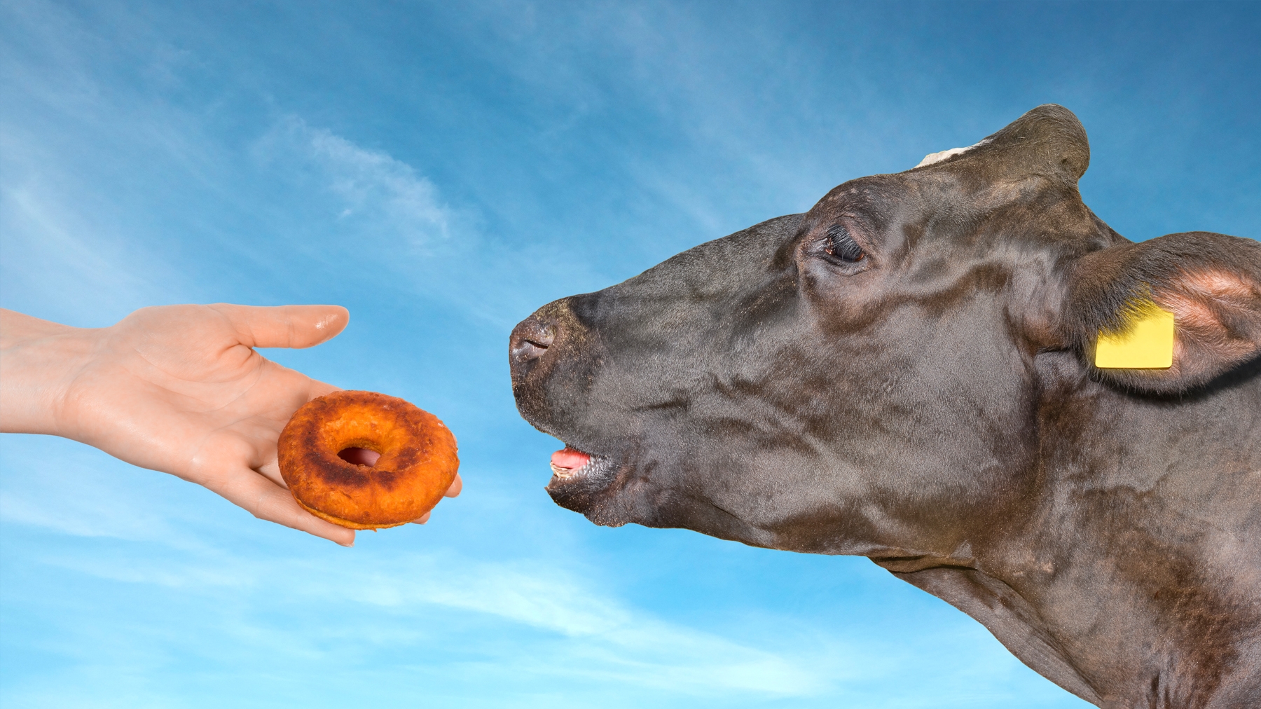 How to feed condiments, confections to cows