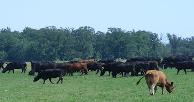 Michigan's cattle inventory rises