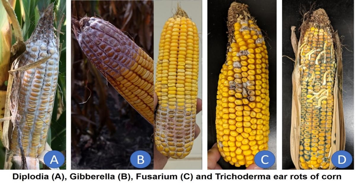 Gibberella Ear Rots Showing up in Corn: How to Tell It Apart