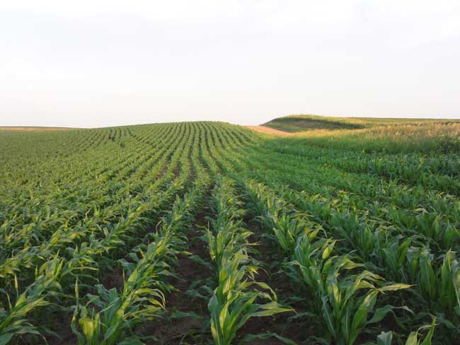 Bayer CropScience acquires U.S.-based biological company AgraQuest for ...