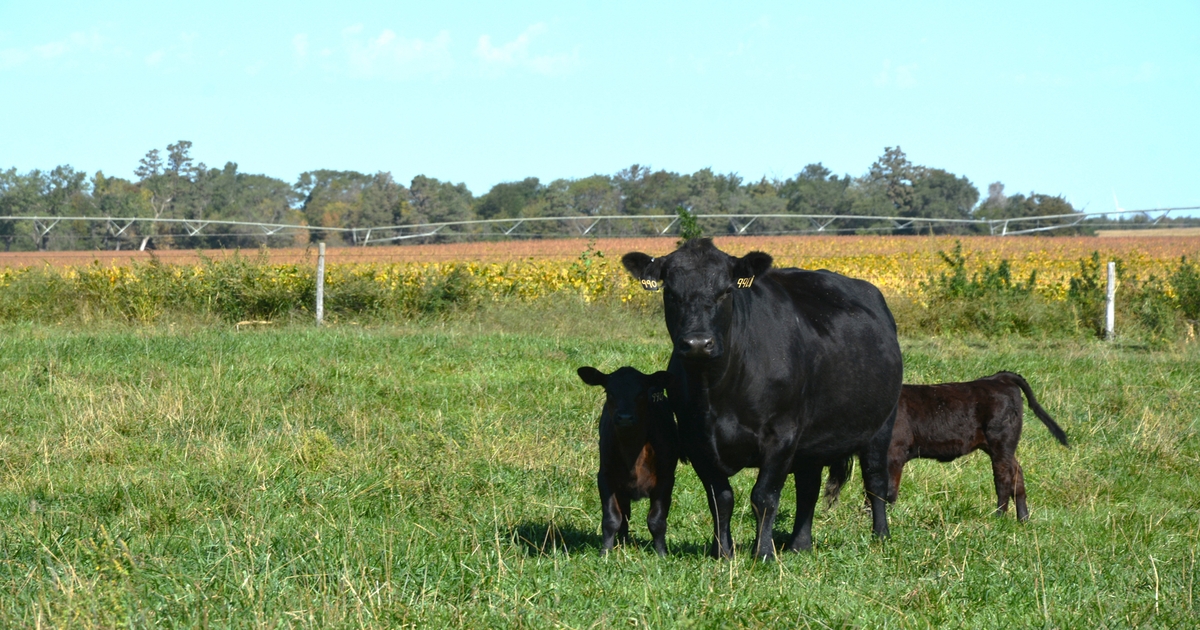 5 ways to prepare for fall calving
