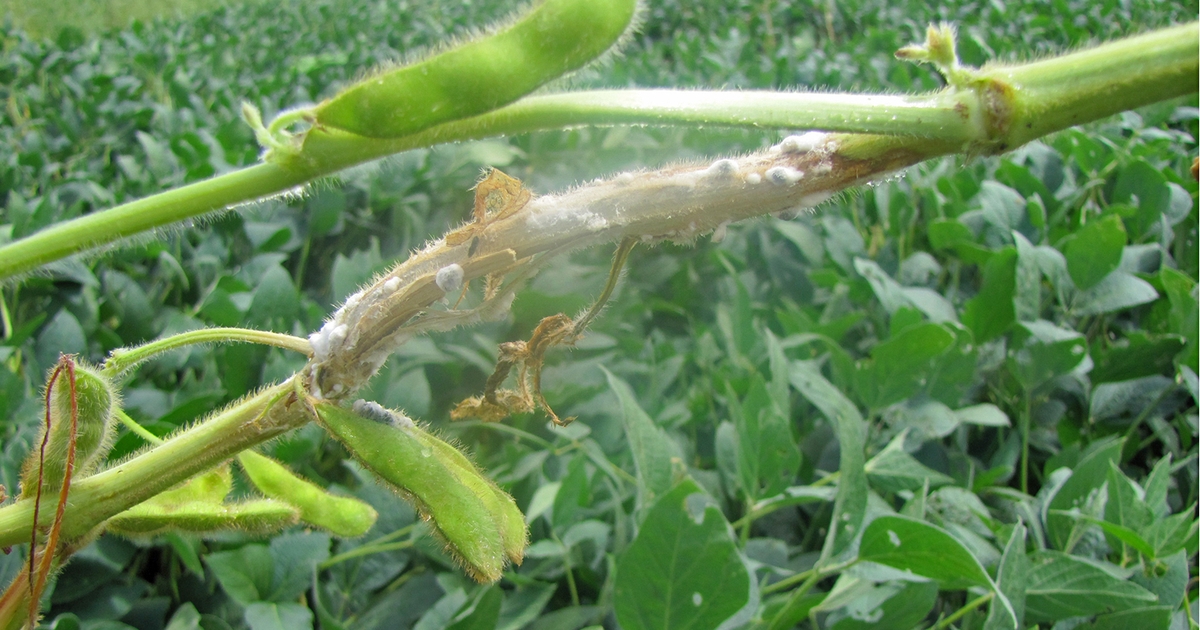 Stem rot shows up in Missouri soybean fields