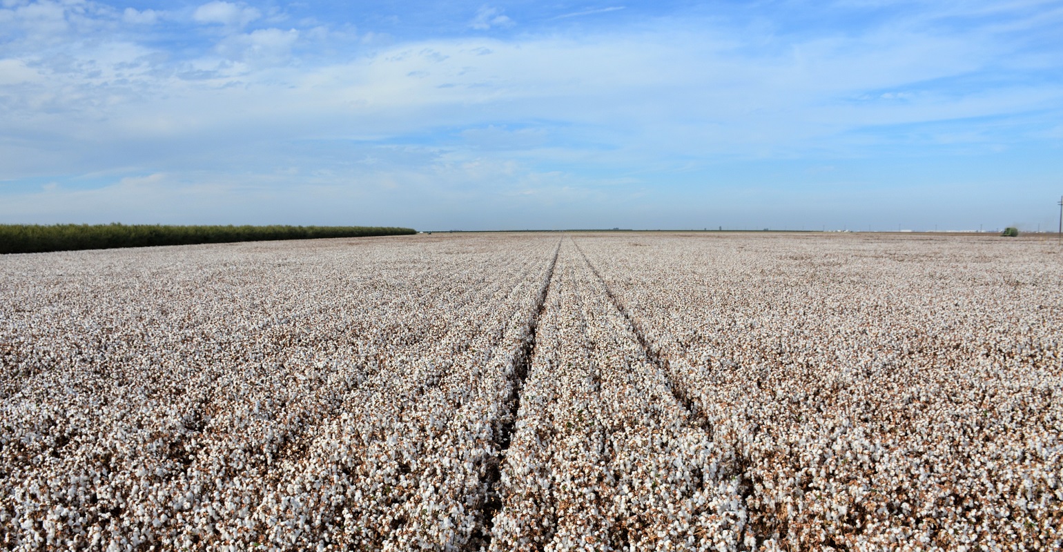 PhytoGen Pima variety sets new standard for yield, FOV4 tolerance
